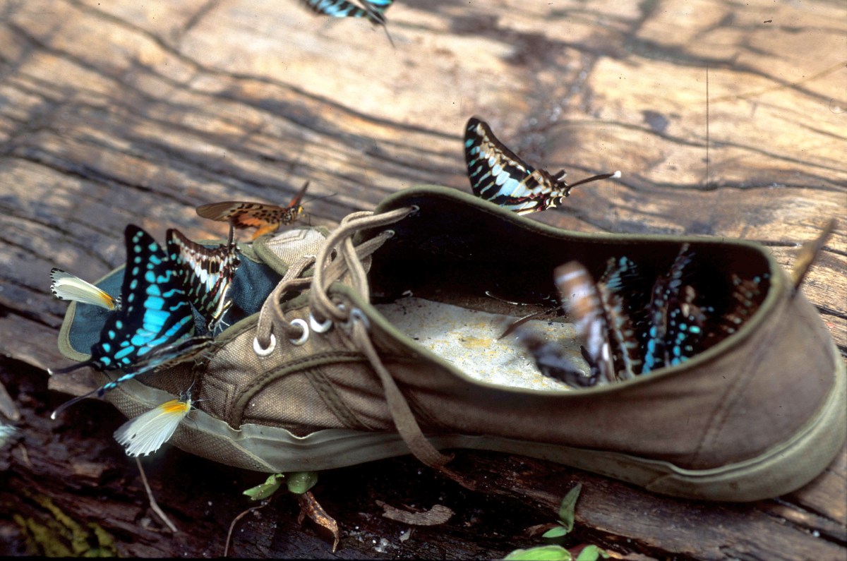 The world of Karl Ammann – Conservationist – Wildlife Crime ...