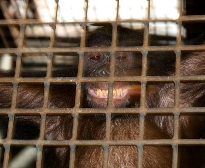 The PATA Department Store Zoo – Is it “The Saddest Zoo in the World ...