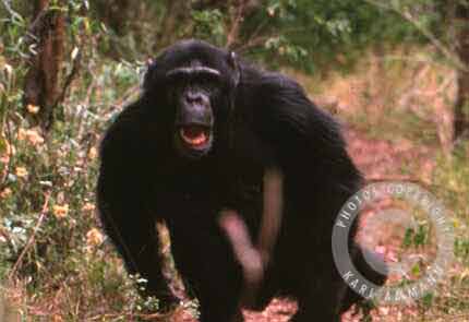 Gallery: Great Apes – The world of Karl Ammann