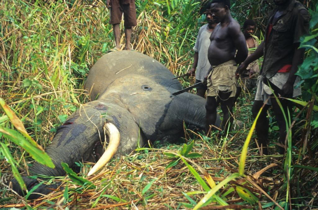 The world of Karl Ammann – Conservationist – Wildlife Crime ...